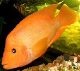 Amphilophus Labiatus